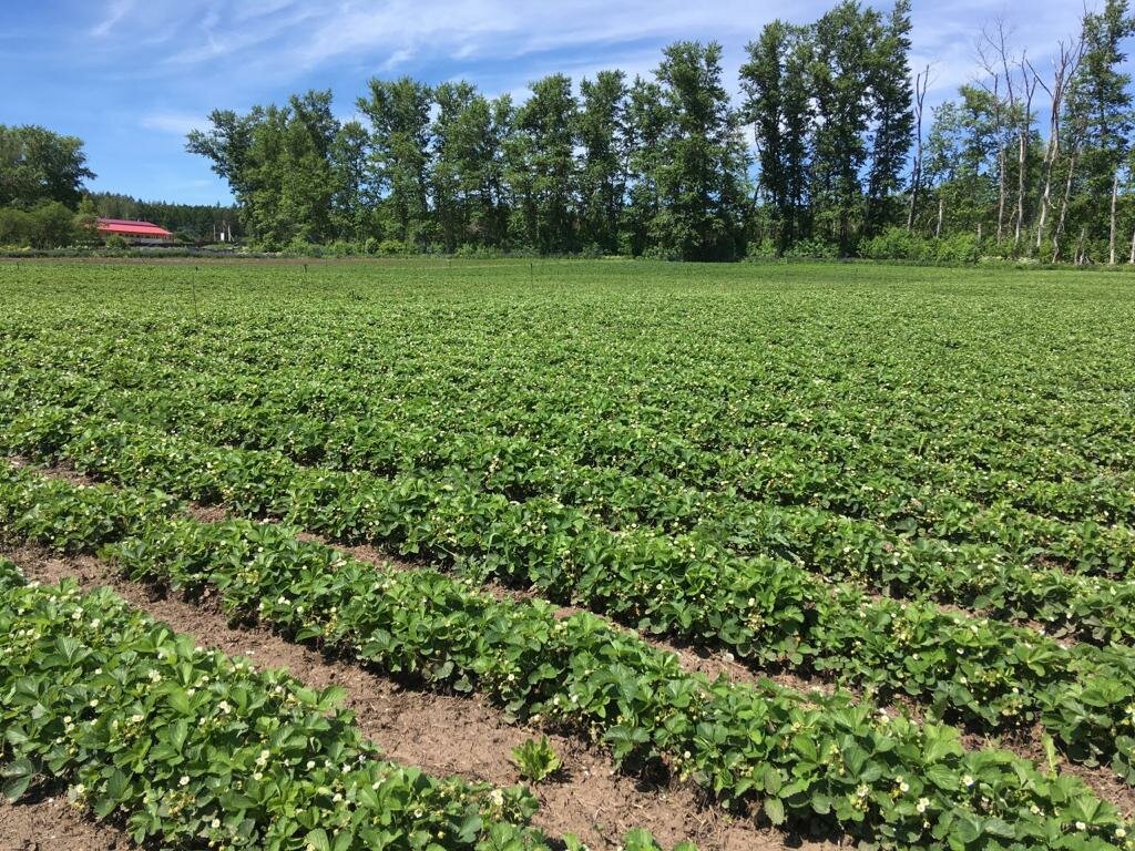 Fidan yetiştiriciliği Sadi Opolya, Vladimirskaya oblastı, foto