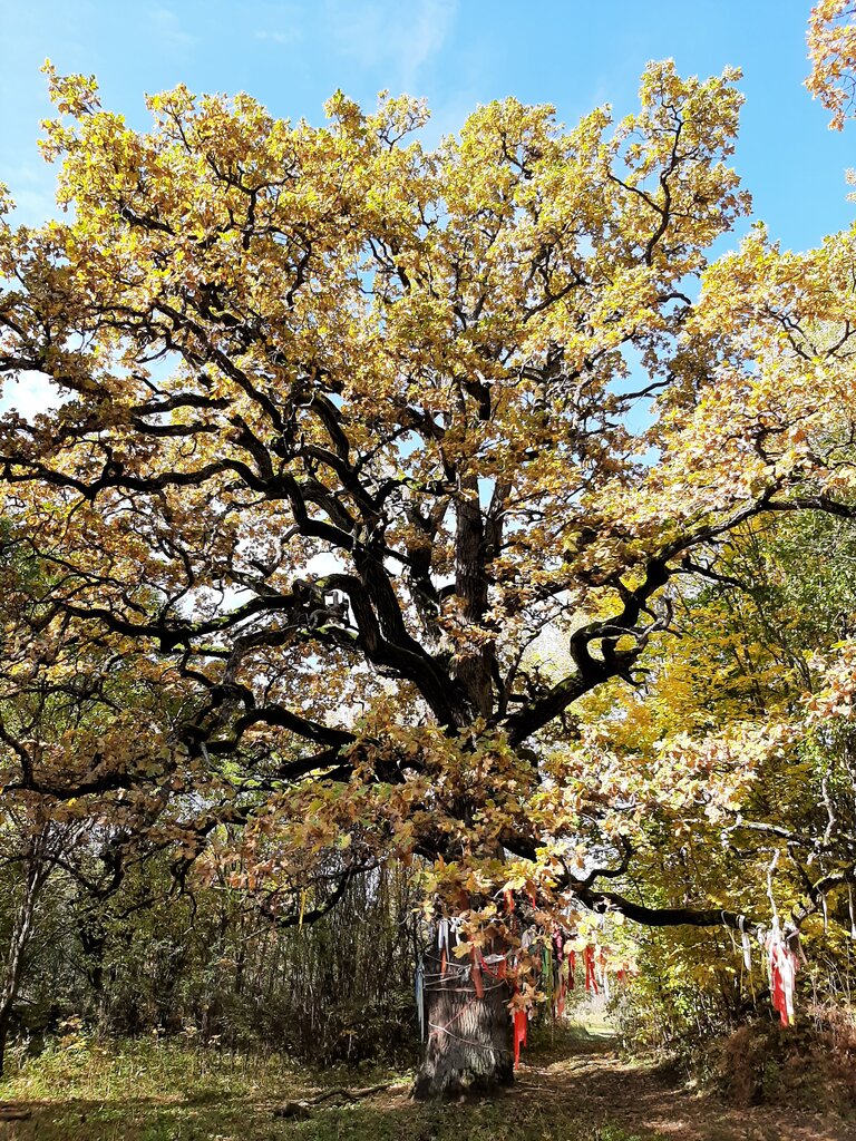 Anıt levhası, anıt taş Памятный камень на месте усадьбы Ядвигина Ш., Minskaya oblastı, foto