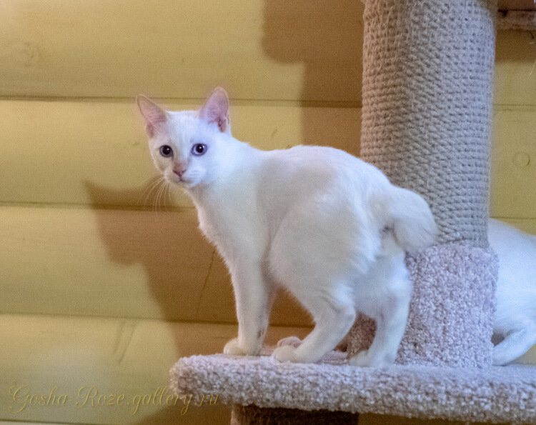 Evcil hayvan yetiştiricileri Меконгские бобтейлы, Moskova ve Moskovskaya oblastı, foto