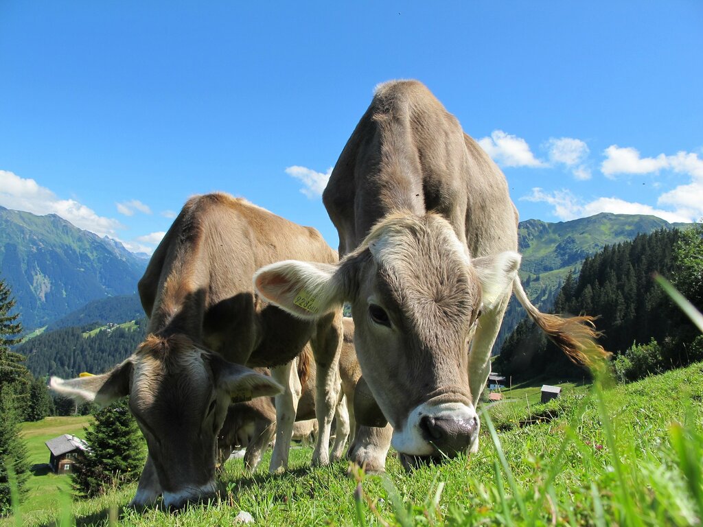Veteriner klinikleri Animans Nutztierpraxis, Fribourg, foto