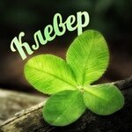 Klever (Mira Street No:с32/2), çiçekçiler  Mytişçi'den