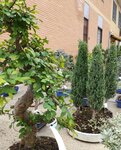 Verderame (Via dei Marcellini No:7), bahçe ekipmanları ve teknolojileri  Roma'dan
