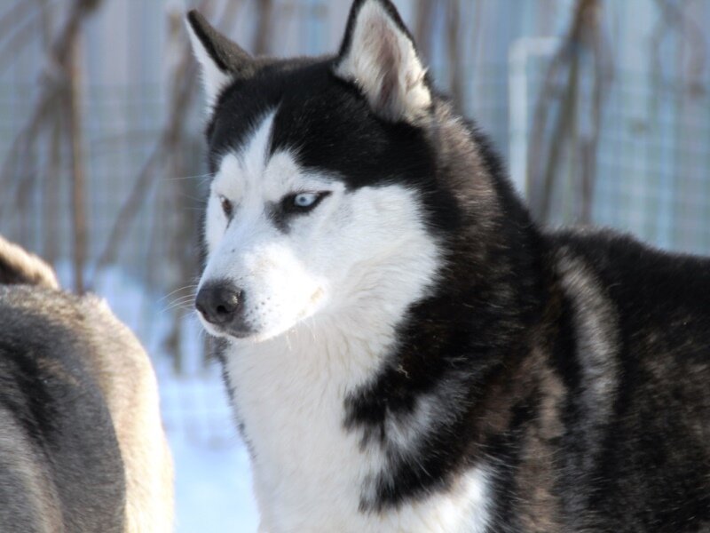 Evcil hayvan yetiştiricileri Husky Club Kennel, Moskova ve Moskovskaya oblastı, foto