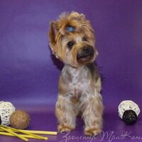 Evcil hayvan kuaförleri TriKota, Dzerjinsk, foto