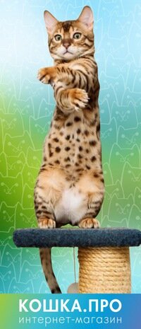 Petshop Internet-magazin Koshka Pro, Yekaterinburg, foto