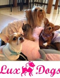 Teslimat noktası Lux dogs, Moskova, foto