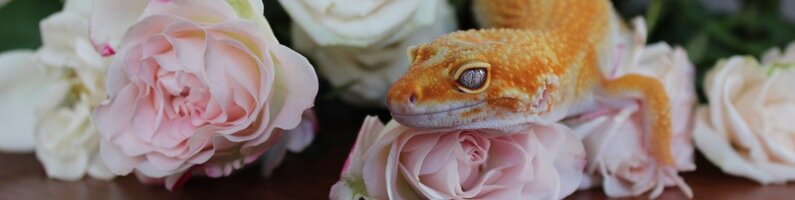 Petshop Happy Gecko Farm, Kurganinsk, foto