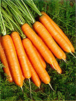 Toptan sebze ve meyve satışı Agrofirma Vyatskiye Zori, Tataristan, foto