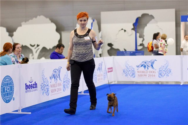 Evcil hayvan yetiştiricileri Kennel griffons and pti brabancons Vita Griff, Moskova ve Moskovskaya oblastı, foto