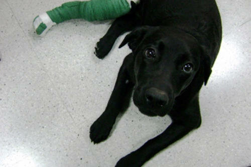 Veteriner klinikleri Clínica Veterinaria V3 Lleida, Lleida, foto