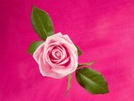 La Fleur (Republic of Karelia, Olonets, ulitsa Uritskogo), çiçek teslimatı  Olonets'ten