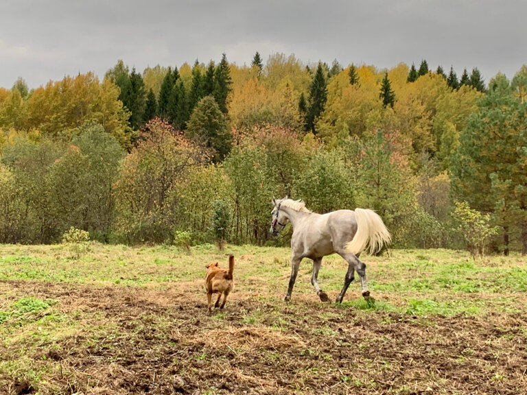 At ve binicilik kulüpleri La Berezhana, Kirovskaya oblastı, foto