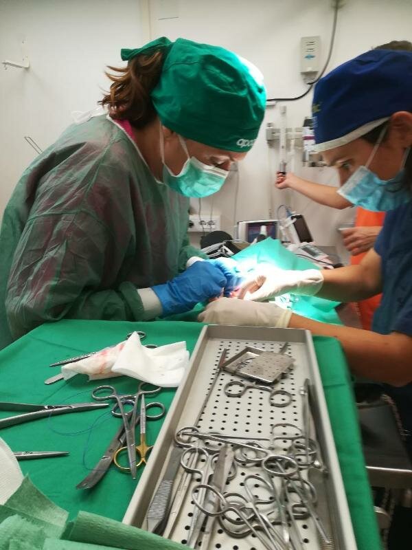Veteriner klinikleri Ambulatorio Veterinario Villaggio dei Fiori, Dünya, foto