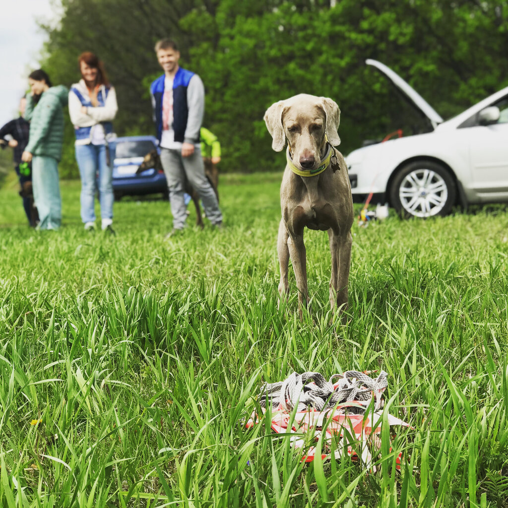 Köpek gezdirme alanları Coursingvrn.ru, Voronej, foto