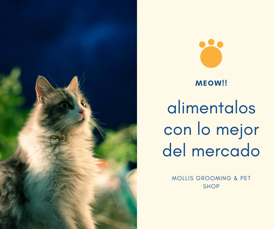 Evcil hayvan kuaförleri Mollis Pet Shop & Grooming, , foto