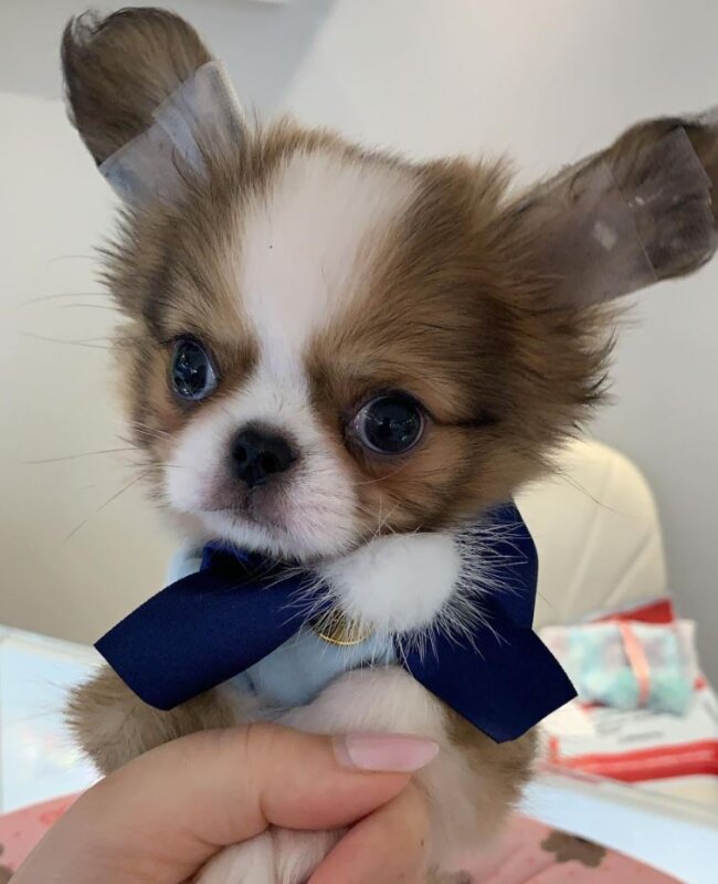 Petshop Romeo e Giulietta - Luxury Dogs Boutique, San Remo, foto