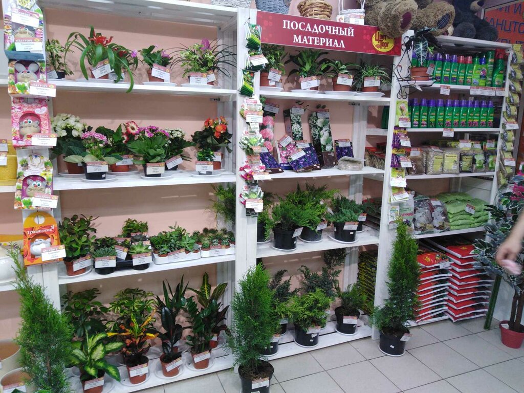 Çiçekçiler Cvettorg, Yaroslavl, foto