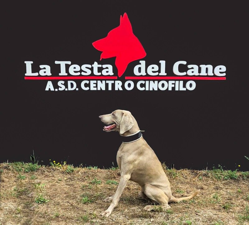 Evcil hayvan yetiştiricileri Centro Cinofilo La Testa del Cane, Campania, foto