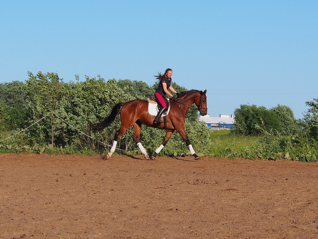At ve binicilik kulüpleri Konno-sportivny klub Perfekt, Saint‑Petersburg ve Leningradskaya oblastı, foto