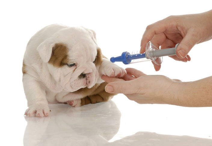 Veteriner klinikleri Veterinaria Buena Vista, , foto