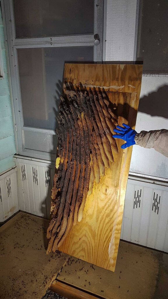 Haşere ilaçlama firmaları Riverside Bee Removal Pros, Temecula, foto