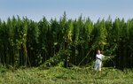 BioBloom GmbH - Cbd-, Hanf- und Naturprodukte direkt vom Hersteller (Burgenland, Neusiedl am See, Frauenkirchenerstraße, 12), sanayi ekipmanları firmaları  Avusturya'dan