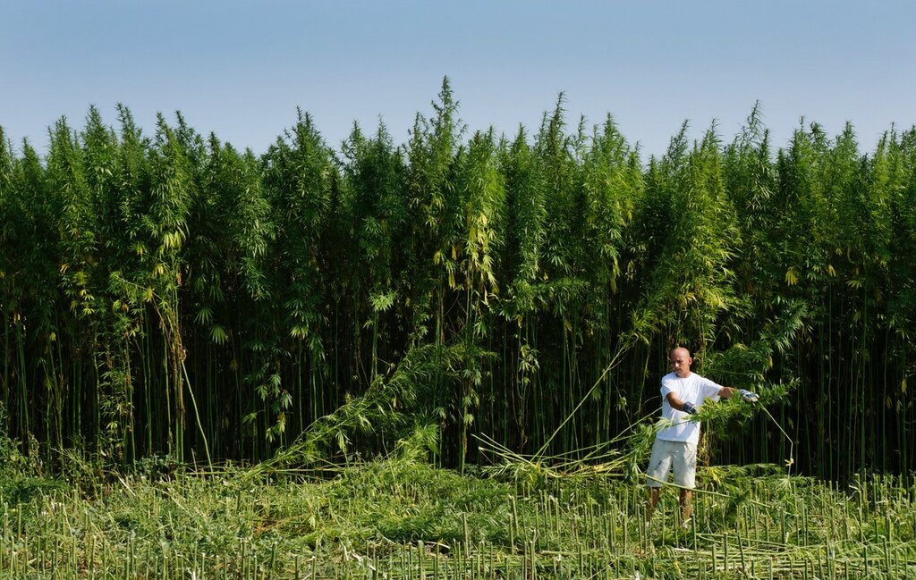 Sanayi ekipmanları firmaları BioBloom GmbH - Cbd-, Hanf- und Naturprodukte direkt vom Hersteller, Dünya, foto