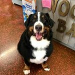 Woof Gang Bakery & Grooming Longwood (United States, Longwood, 2401 W State Rd 434, #129), evcil hayvan kuaförleri  Orlando'dan