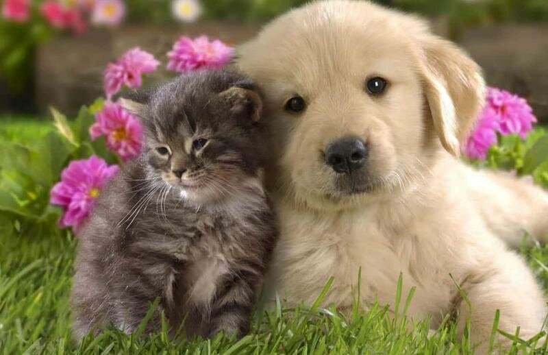 Veteriner klinikleri Ambulatorio Veterinario Cozzi-Lepri, Floransa, foto
