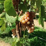 Truant Societa' Semplice Agricola (Friuli-Venezia Giulia, Provincia di Udine, Via Nazionale, 10), tarım ürünleri firmaları  Friuli‑Venezia Giulia'dan