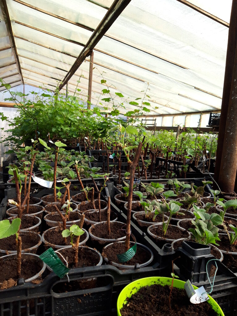 Fidan yetiştiriciliği Online store Dreva. Bel, Minskaya oblastı, foto