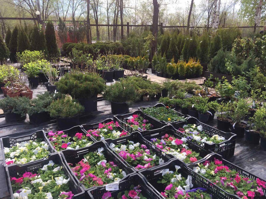 Fidan yetiştiriciliği Садовый центр, Orenburg, foto