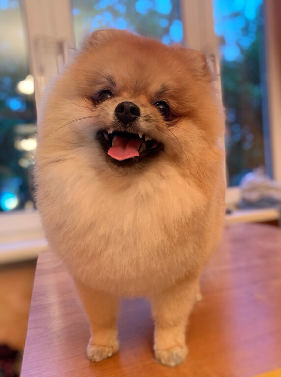 Evcil hayvan kuaförleri Стрижка собак, Moskova, foto