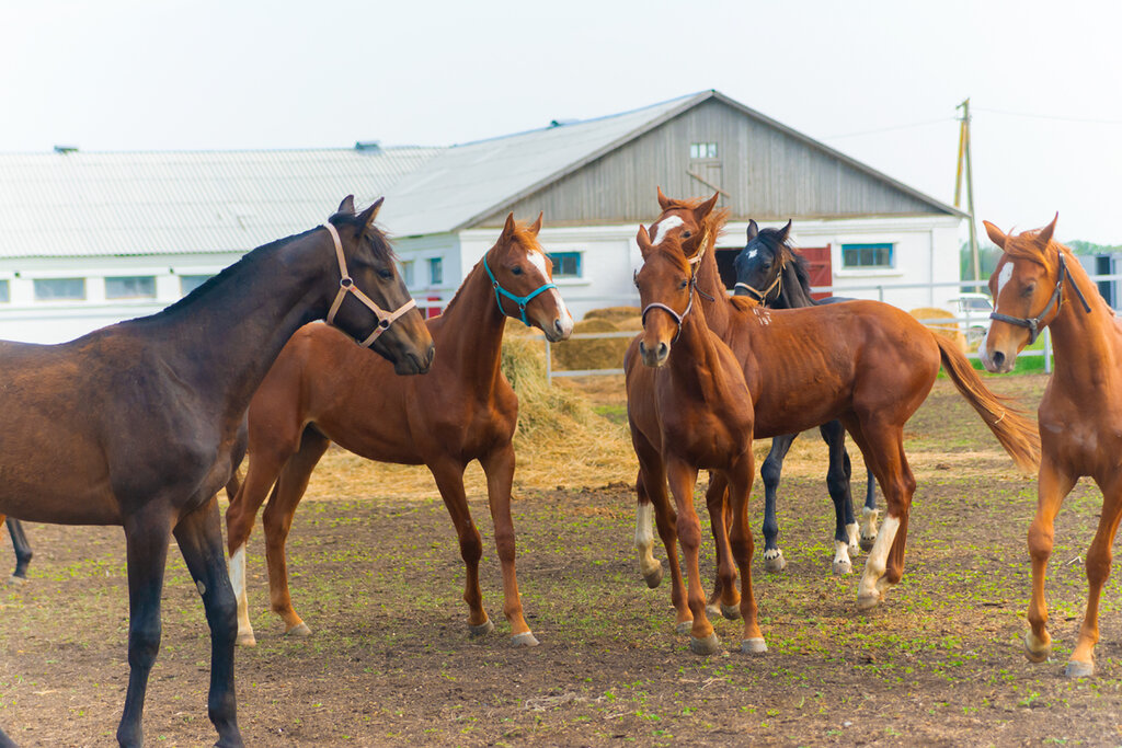 Hayvancılık The stud farm named after the First Horse Army, Rostovskaya oblastı, foto