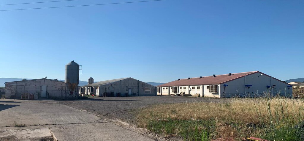 Hayvancılık Alvima Porcino S. L., La Rioja, foto