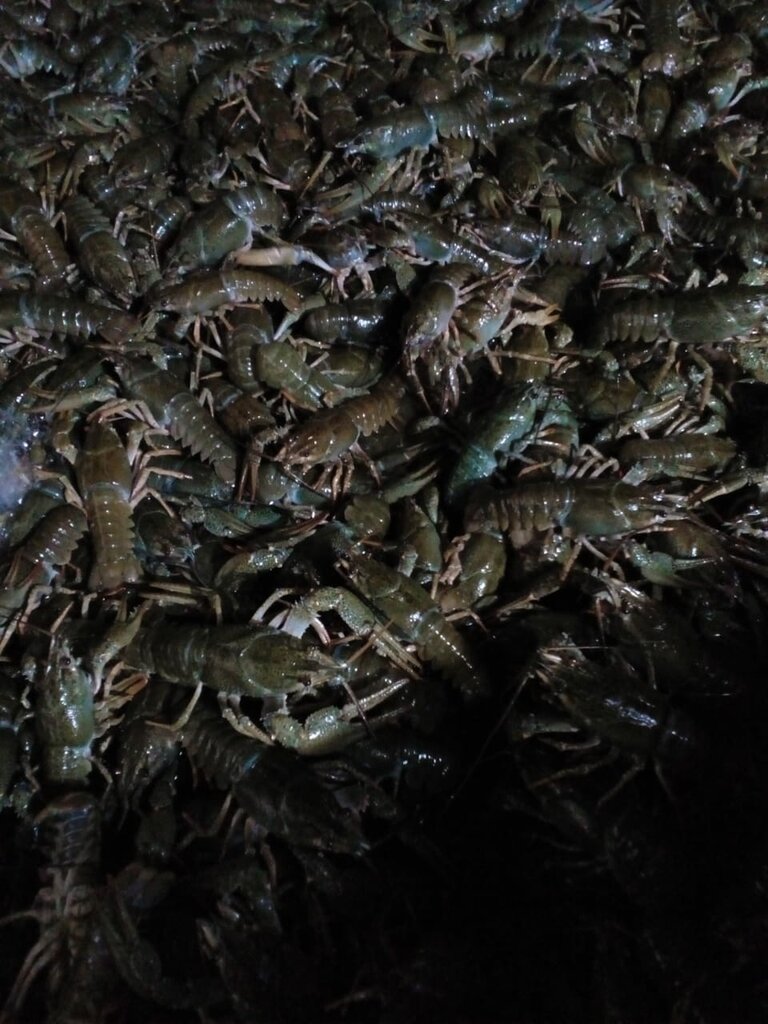 Balık ve deniz ürünleri Раки Морепродукты Оптом, Krasnodarski krayı, foto