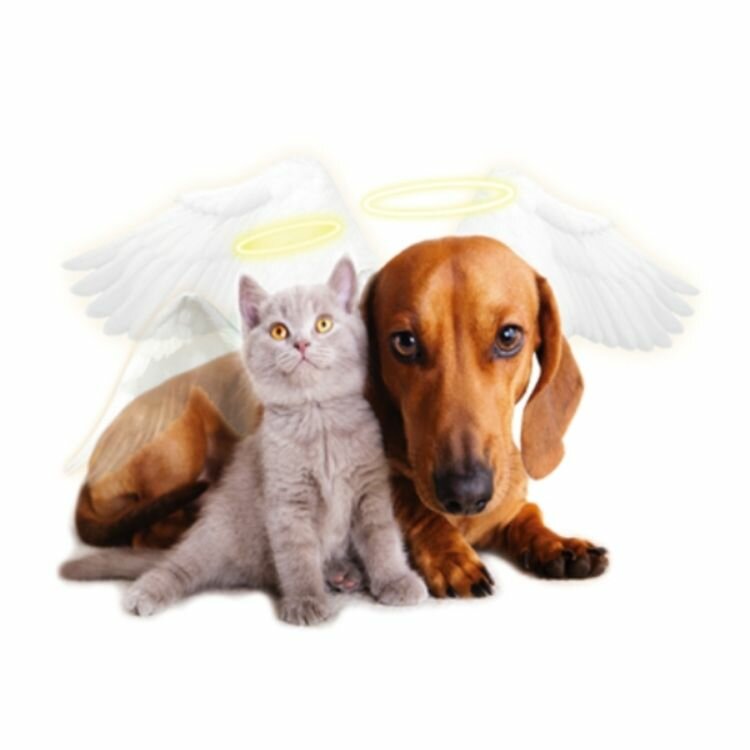 Veteriner klinikleri Veterinary Corral, Bucaramanga, foto