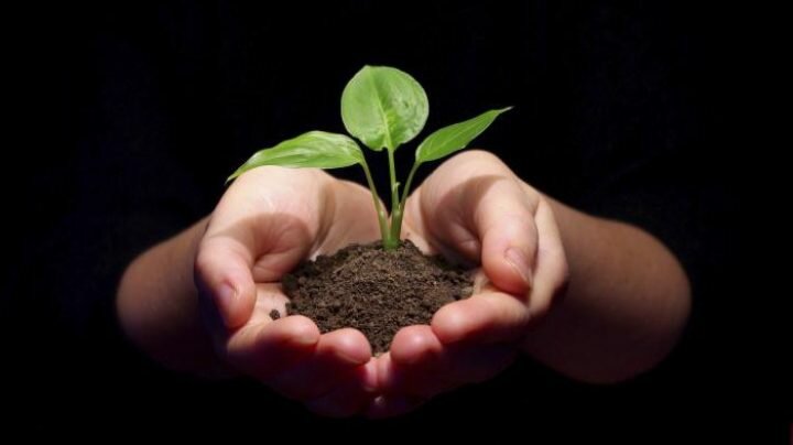 Fidan yetiştiriciliği Питомник плодово-ягодных культур Плодик, Minskaya oblastı, foto