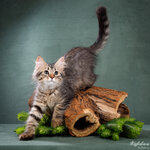 Cattery Amurtiger (Zhasminovaya ulitsa No:4), evcil hayvan yetiştiricileri  Aprelevka'dan