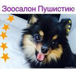 Стрижка собак и кошек Пушистик (Stroginsky Boulevard No:30), evcil hayvan kuaförleri  Moskova'dan