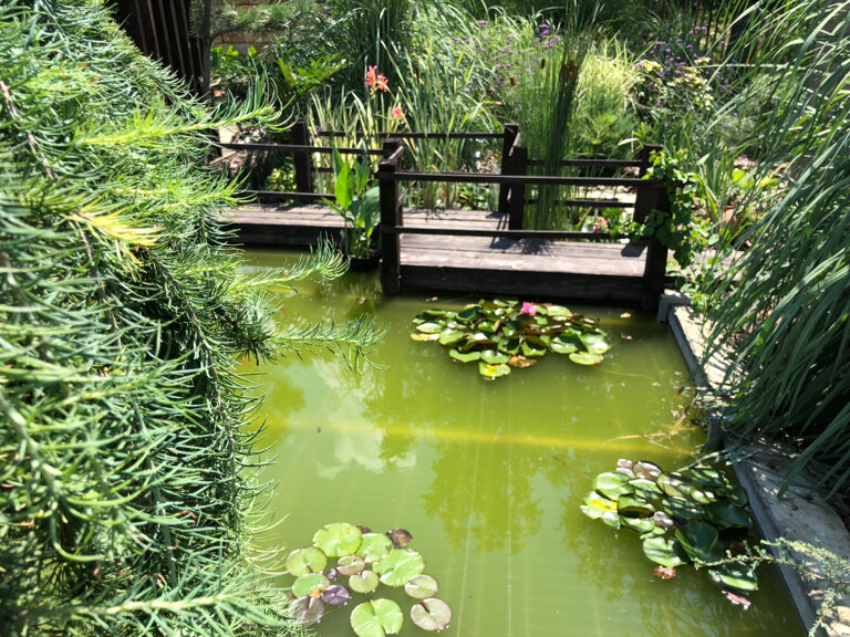 Doğa koruma alanı Ботанический сад, Adıge Cumhuriyeti, foto