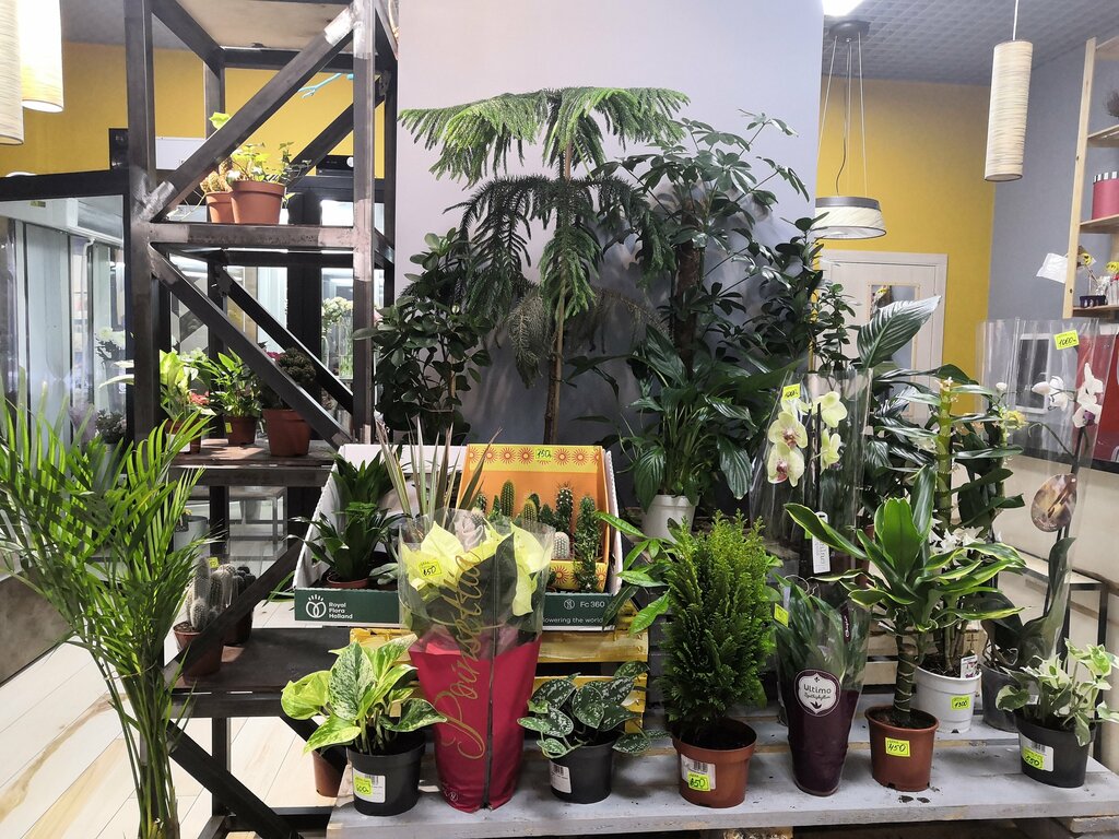 Çiçekçiler Цветочная № 7, Stupino, foto