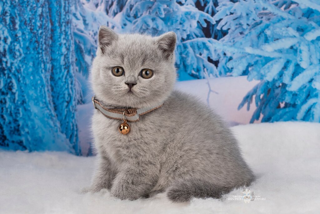 Evcil hayvan yetiştiricileri Bri Tany ru, Saint‑Petersburg, foto