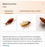 Ecoflavoni Srl (Via Malnate No:10, Rome), haşere ilaçlama firmaları  Roma'dan