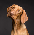 Pet Services (Umbria, Perugia, Via Larga, 7), evcil hayvan yetiştiricileri  Umbria'dan