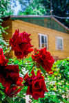 Astra (Naberezhnaya ulitsa No:77, poselok Uspekh), tatil köyleri  Astrahanskaya oblastından