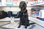 Centro Veterinario Orso Bruno (Ticino, Lugano, Strada Ponte di Valle, 26), petshop  Ticino'dan
