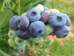 Kletsk nursery garden (Liasnaja vulica No:2, ahraharadok Siakieryčy), sera ve bahçe ürünleri  Minskaya oblastından