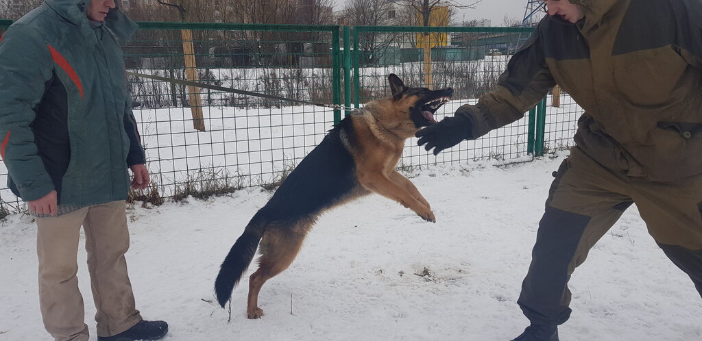 Köpek gezdirme alanları Кинологический центр Анубис, Moskova, foto