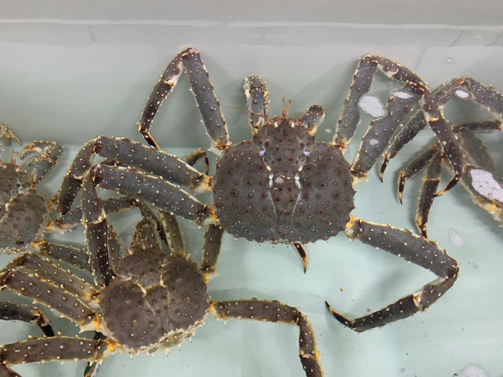 Balık ve deniz ürünleri GlavCrab, Moskova, foto
